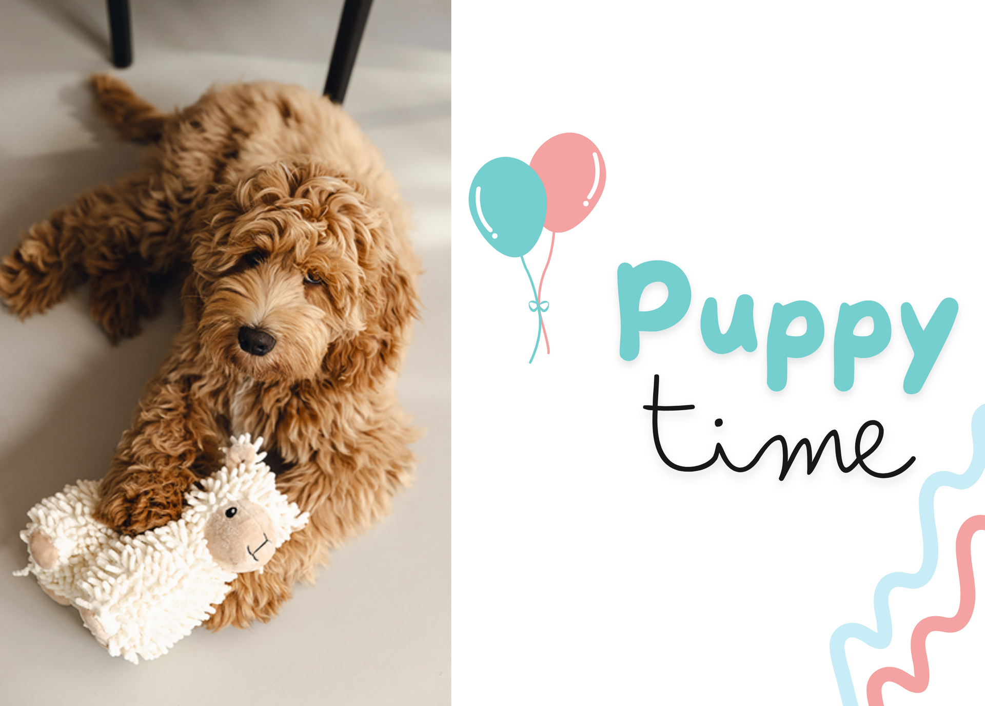 Pip & Pepper | Jouw online dierenwinkel | Webshop dierenspeciaalzaak